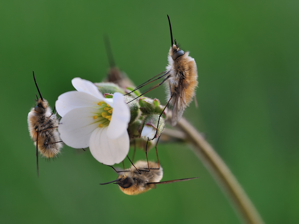 *Die Wolli - Connection* Foto & Bild | natur-makros, natur-kreativ ...