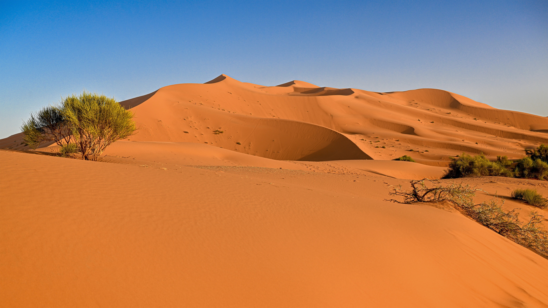Die Wüste lebt 01 Foto & Bild | world, outdoor, sand Bilder auf ...