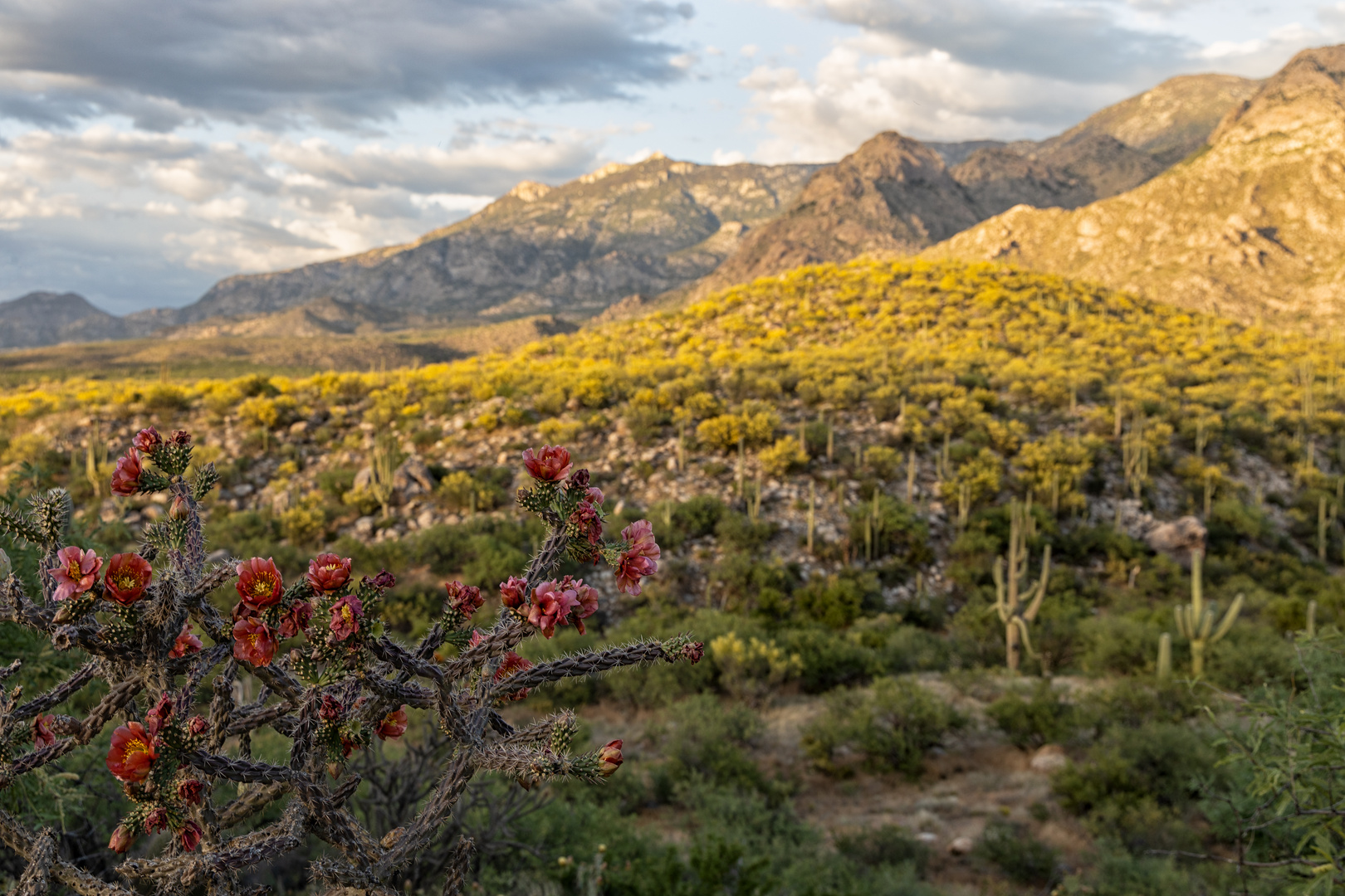 Die Wüste lebt Foto & Bild | usa, world, natur Bilder auf fotocommunity