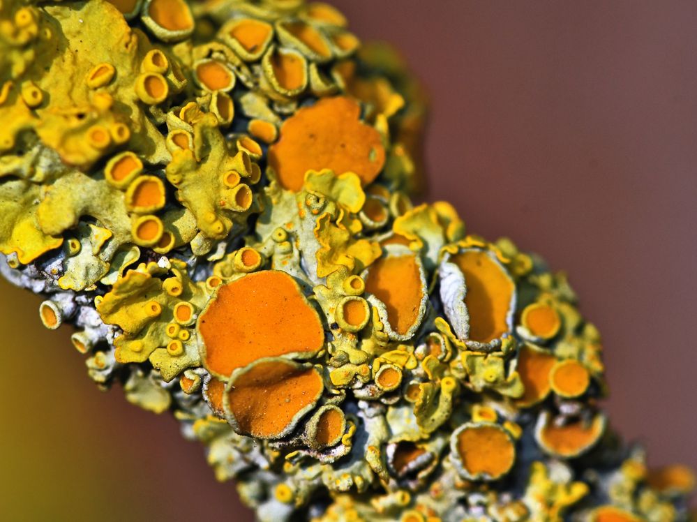 Die Wunder der Natur......... Foto & Bild | fotos, world, makro Bilder ...