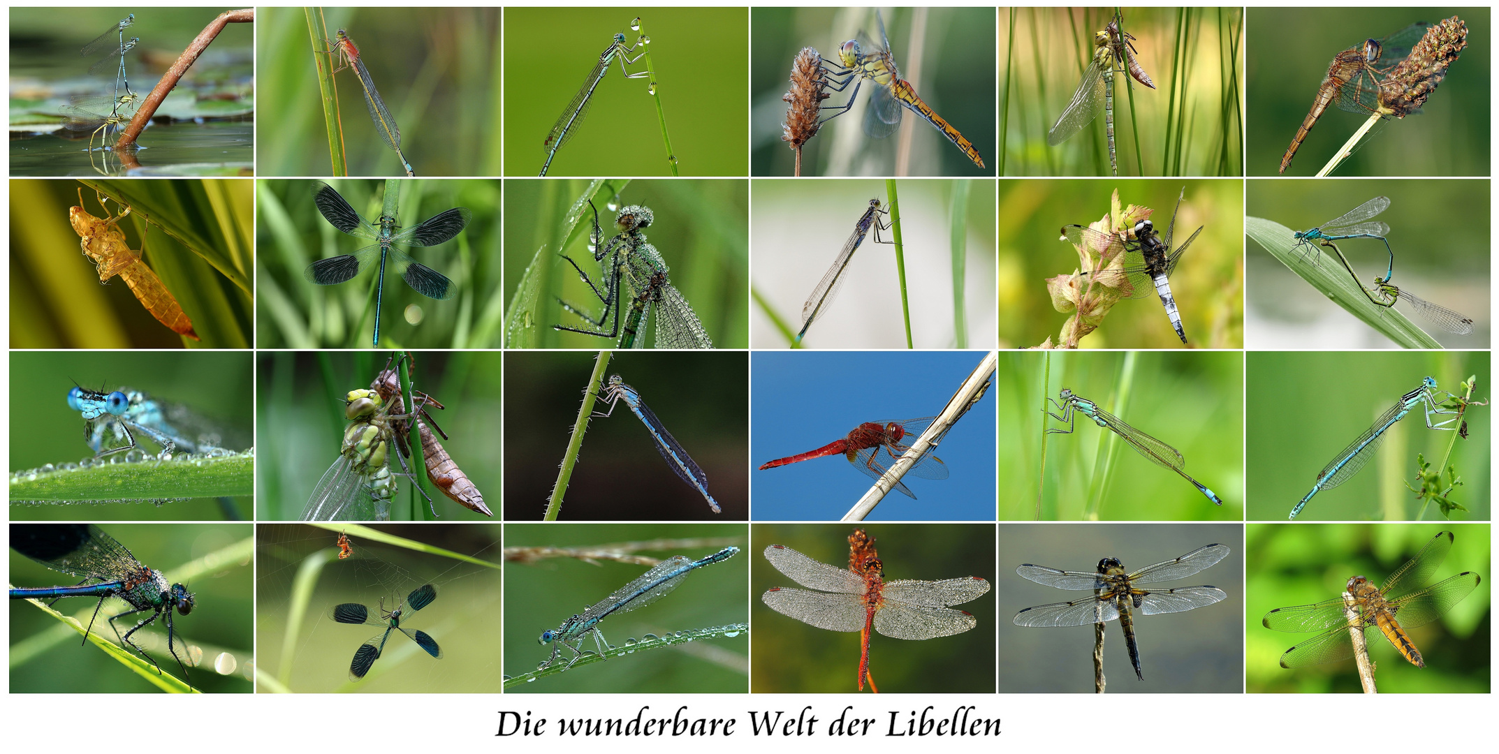 Die wunderbare Welt der Libellen Foto & Bild | makro, natur, collage ...