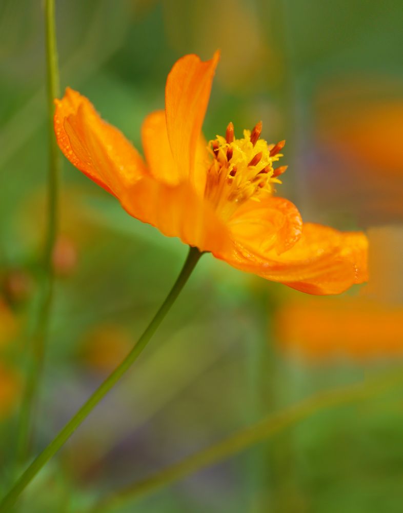 die Zarte Foto & Bild | pflanzen, pilze & flechten, blüten ...