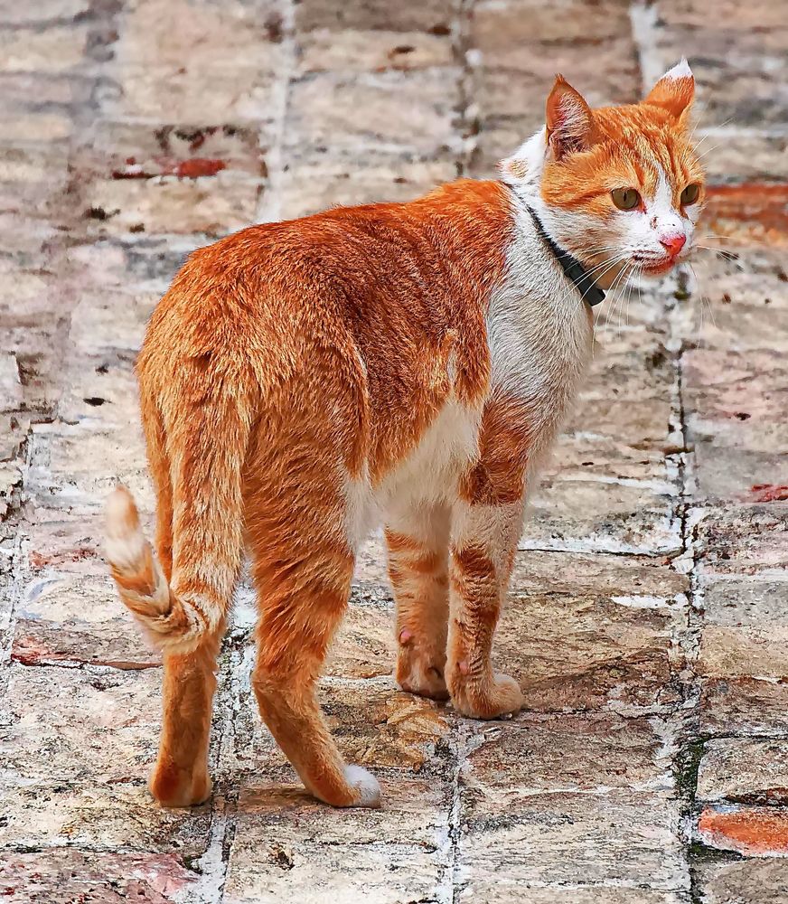 Die Zarte Foto & Bild | tiere, haustiere, katzen Bilder auf fotocommunity