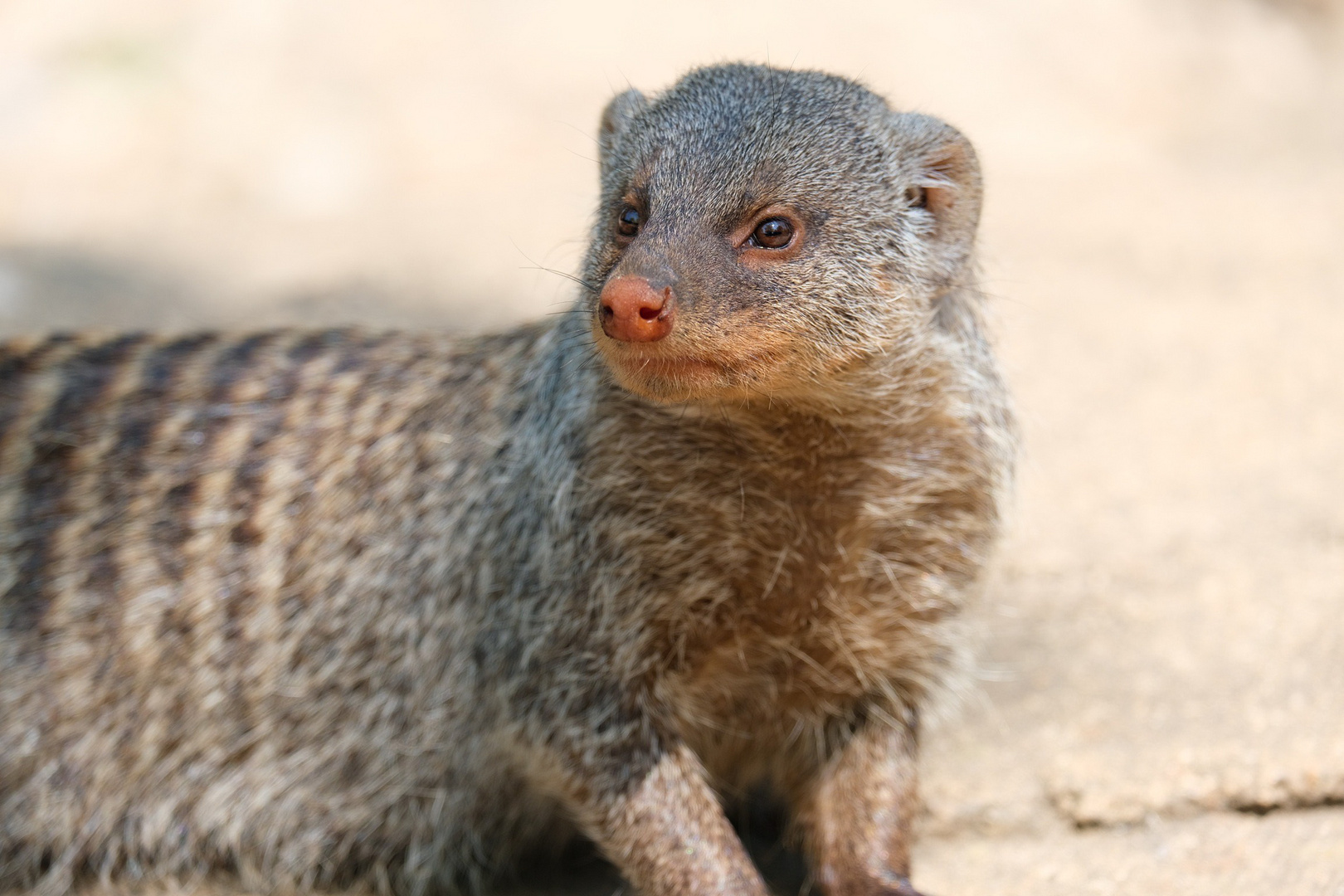 Die Zebramanguste Foto & Bild | fotos, world, natur Bilder auf ...