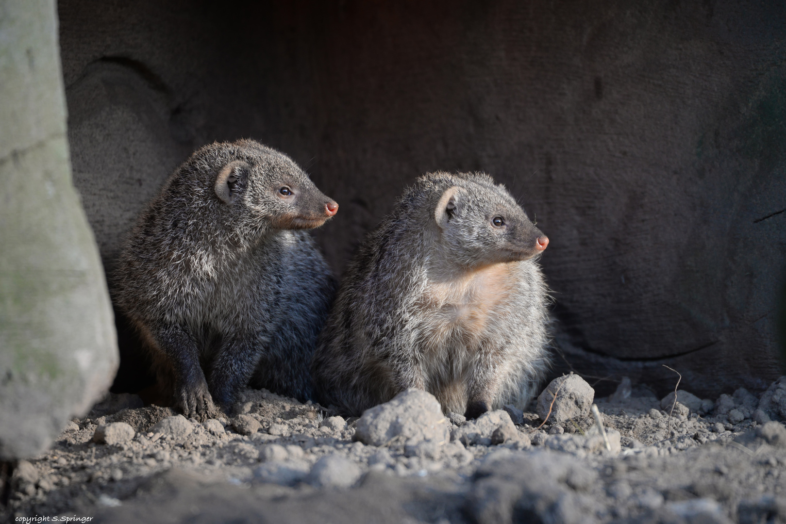 die Zebramangusten in ihrem neuen Quartier..... Foto & Bild | tiere ...