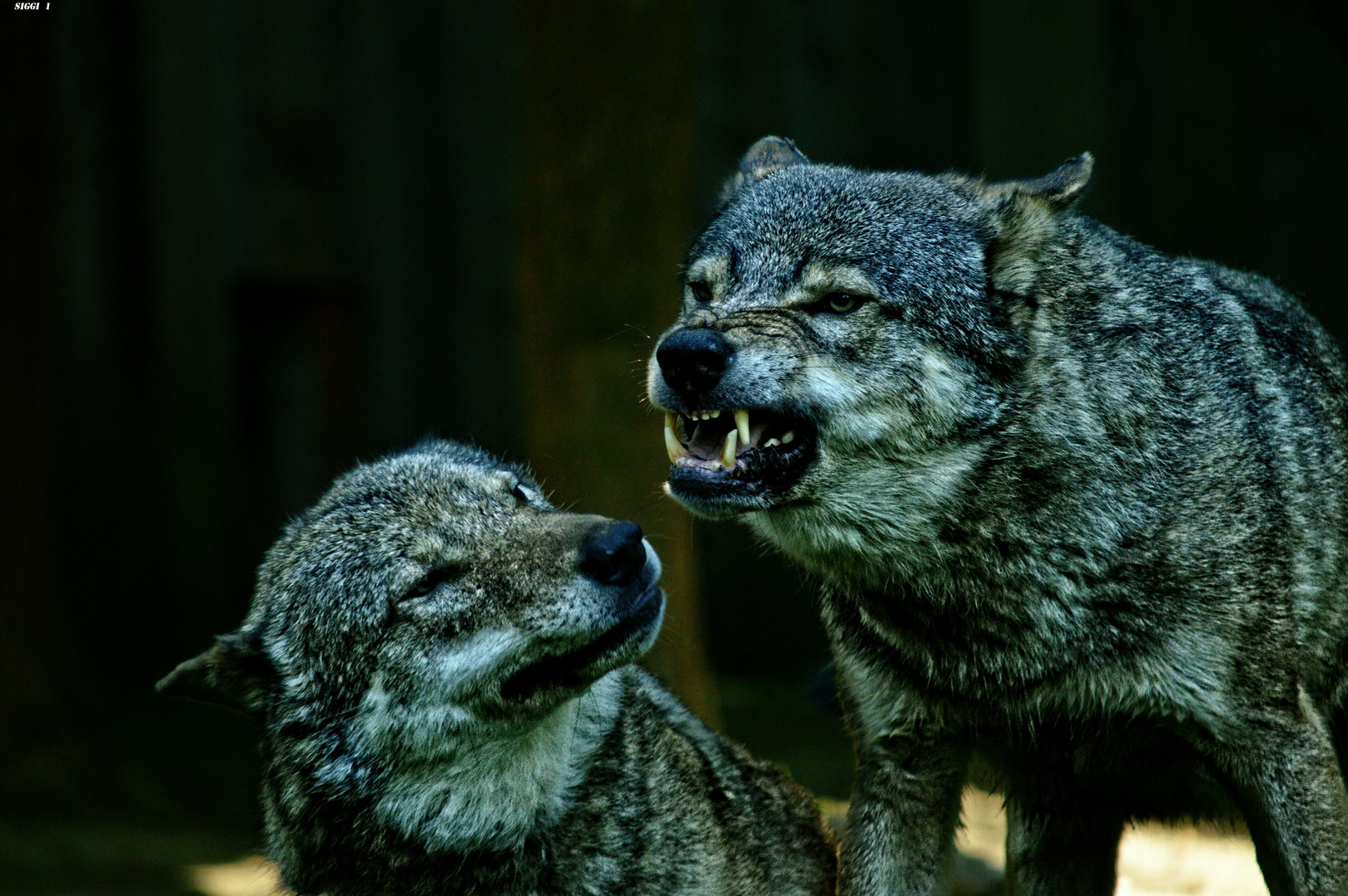 Die Zeichen ..... Foto & Bild | natur, tiere, wölfe Bilder auf ...
