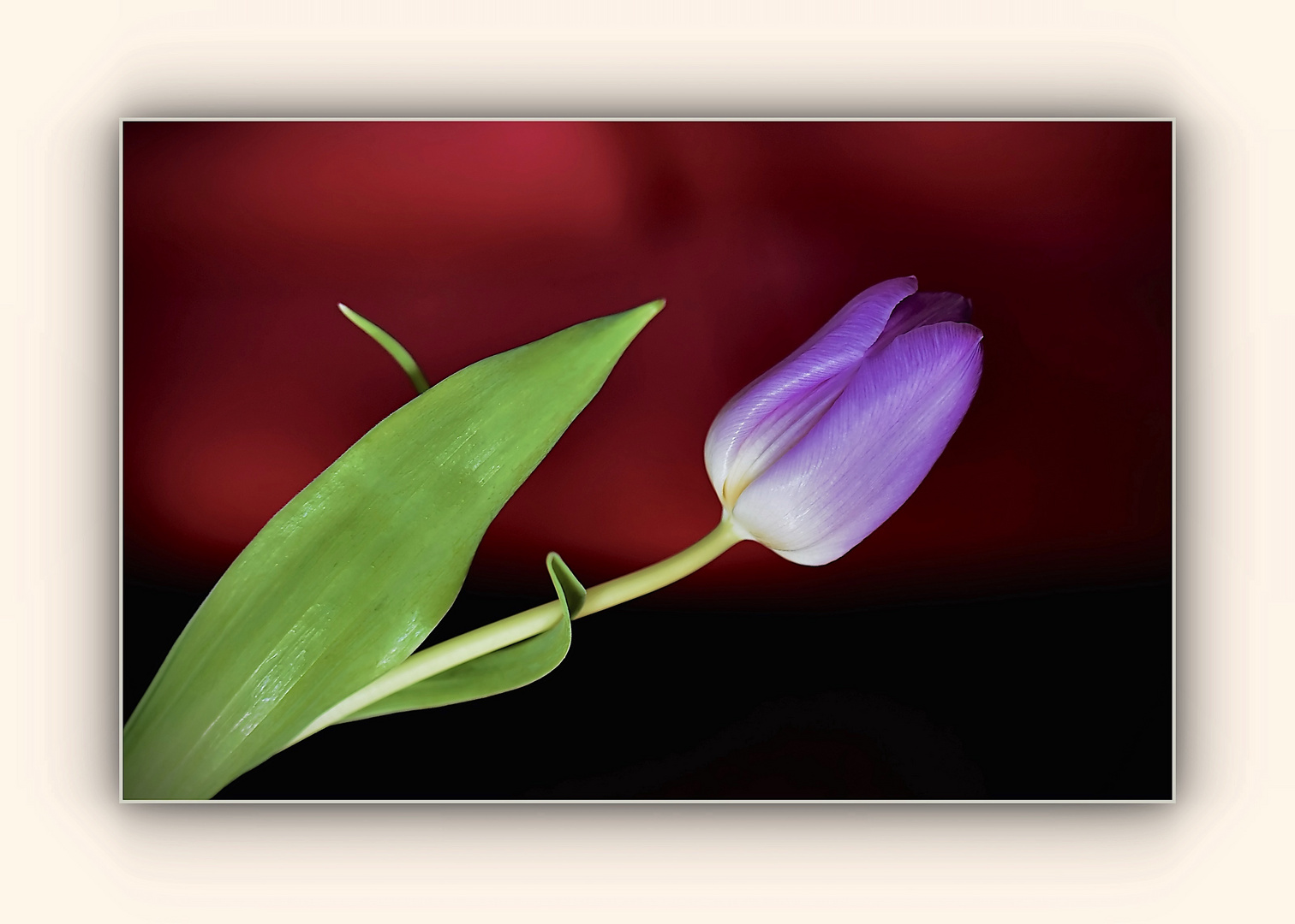 die Zeit der Tulpen Foto & Bild | pflanzen, pilze & flechten, blüten- & kleinpflanzen, projekte ...