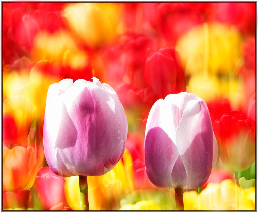 Die Zeit der Tulpen Foto & Bild | rot, tulpen, frühling Bilder auf fotocommunity