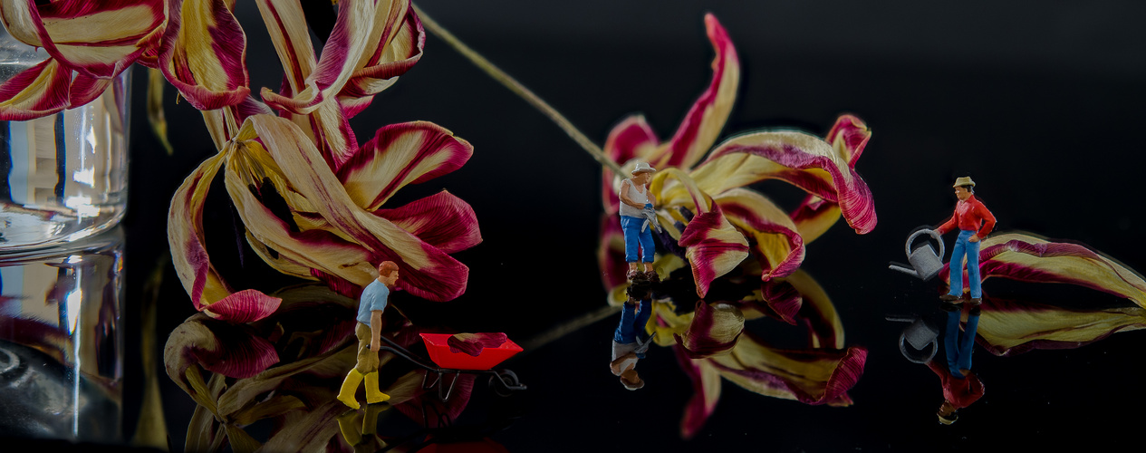 Die Zeit der Tulpen... Foto & Bild | pflanzen, pilze & flechten, blüten- & kleinpflanzen ...