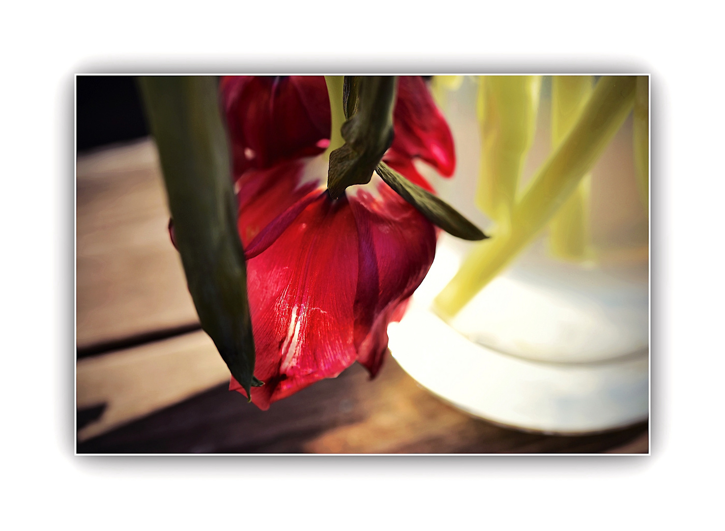 die Zeit der Tulpen Foto & Bild | pflanzen, pilze & flechten, blüten- & kleinpflanzen, projekte ...