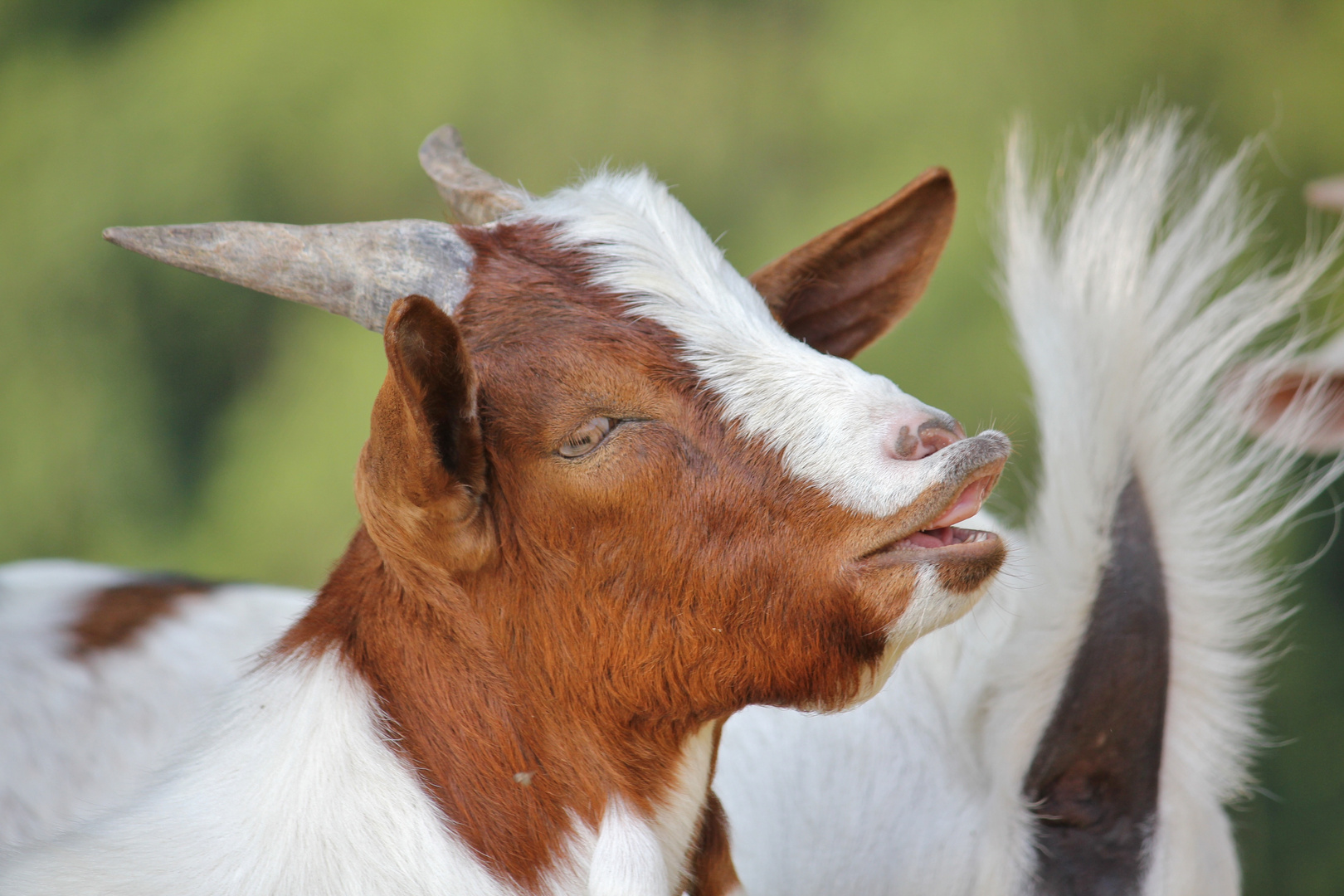die Ziege Foto & Bild | tiere, tierdetails, natur Bilder auf fotocommunity