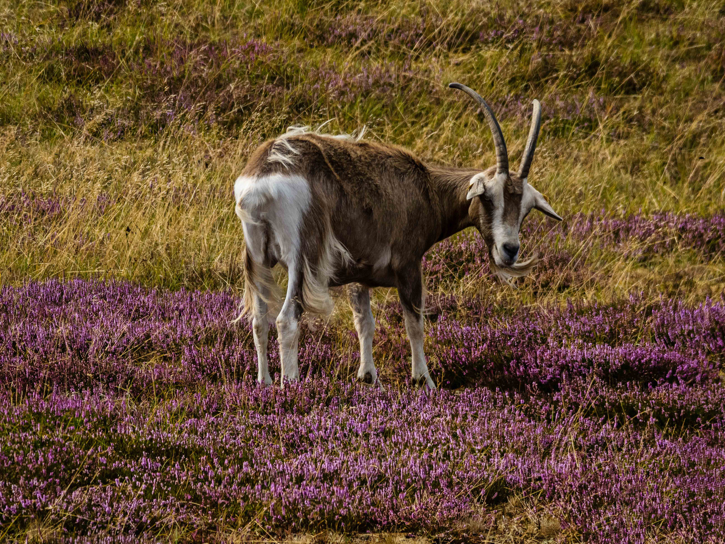 Die Ziege in der Heide Foto & Bild | tiere, haustiere, pflanzen, pilze ...