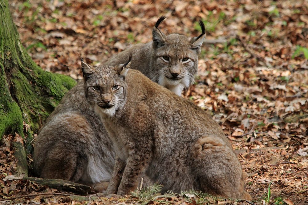 Die Zwei Foto & Bild | tiere, zoo, wildpark & falknerei, säugetiere ...