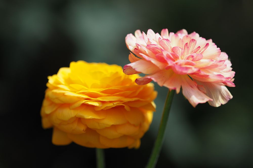 die zwei Foto & Bild | blumen, motive, natur Bilder auf fotocommunity