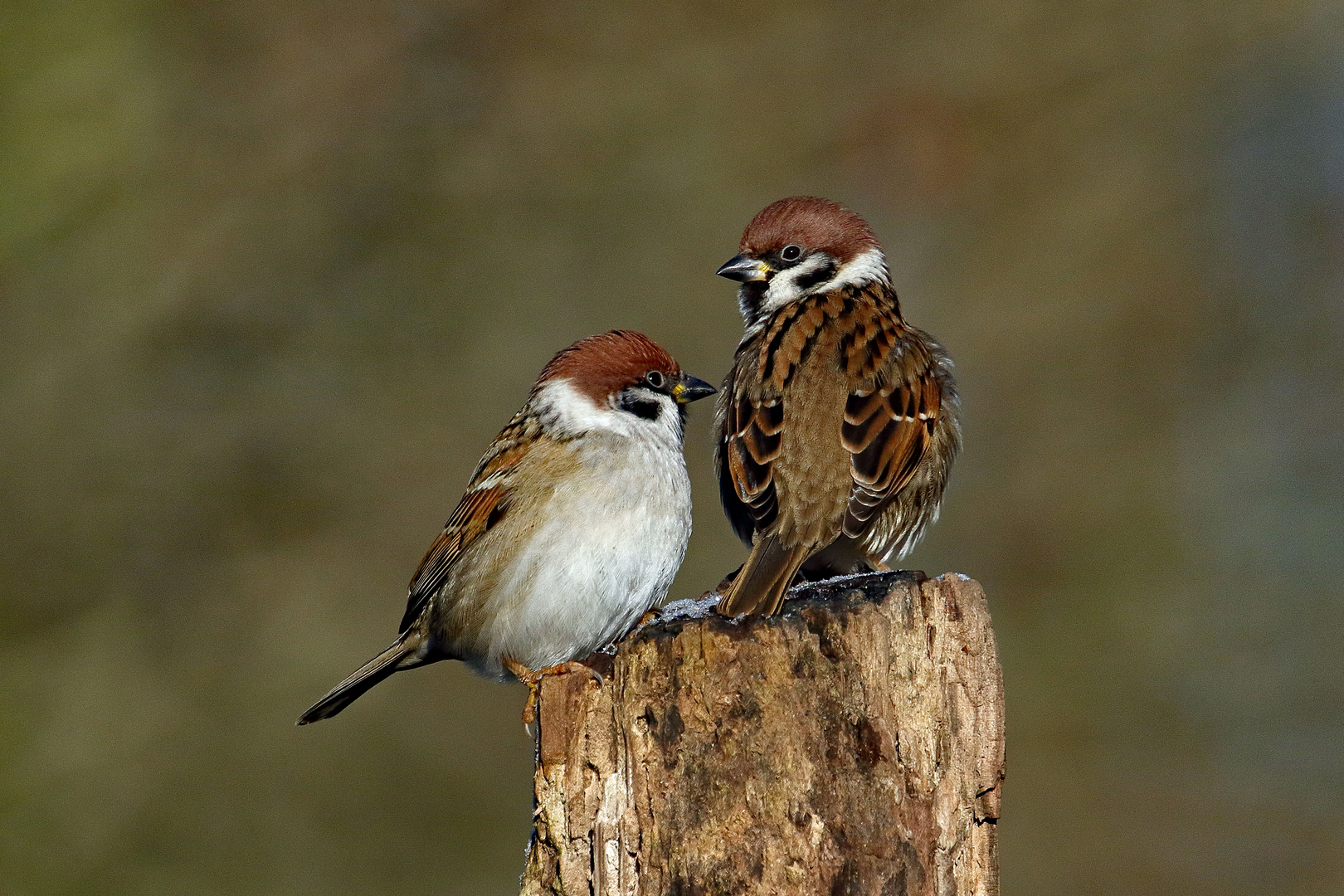 Die Zwei - Feldsperlinge Foto & Bild | singvögel, natur, sperlinge ...