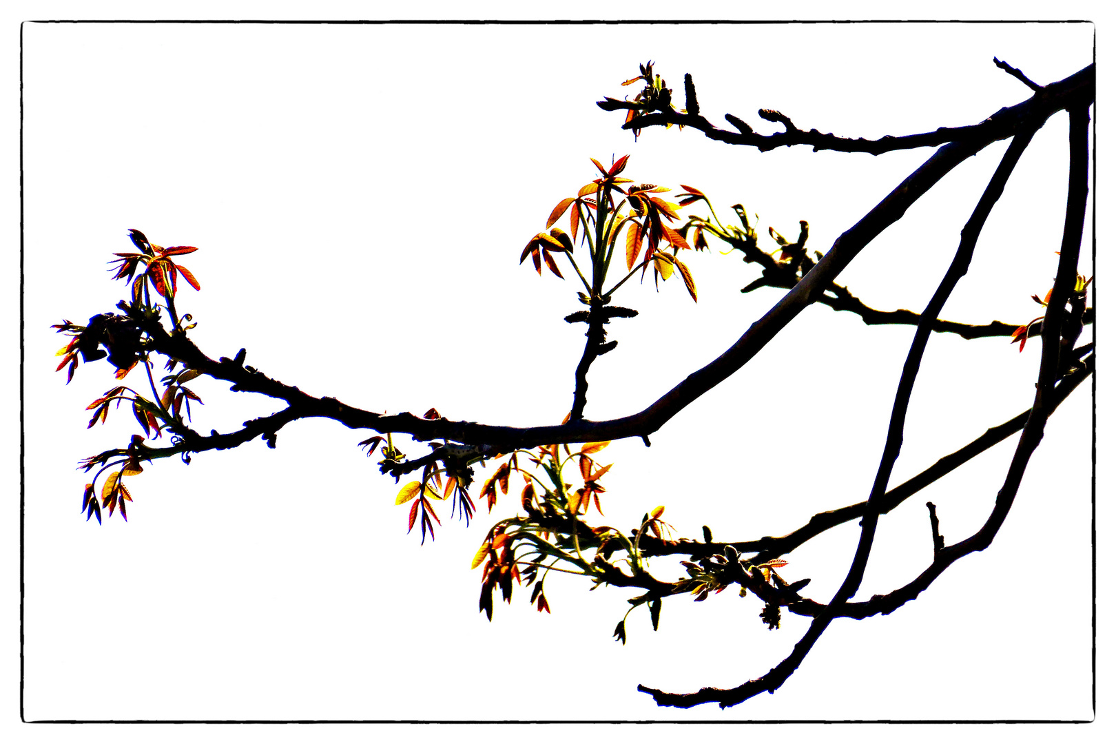 DIE ZWEIGE....... Foto & Bild | pflanzen, pilze & flechten, bäume ...