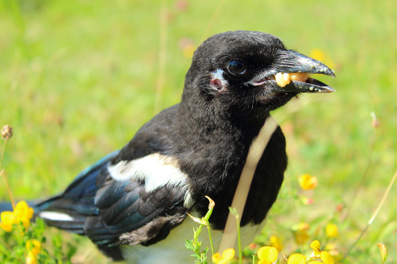 Diebische Elster Foto & Bild | tiere, wildlife, wild lebende vögel ...