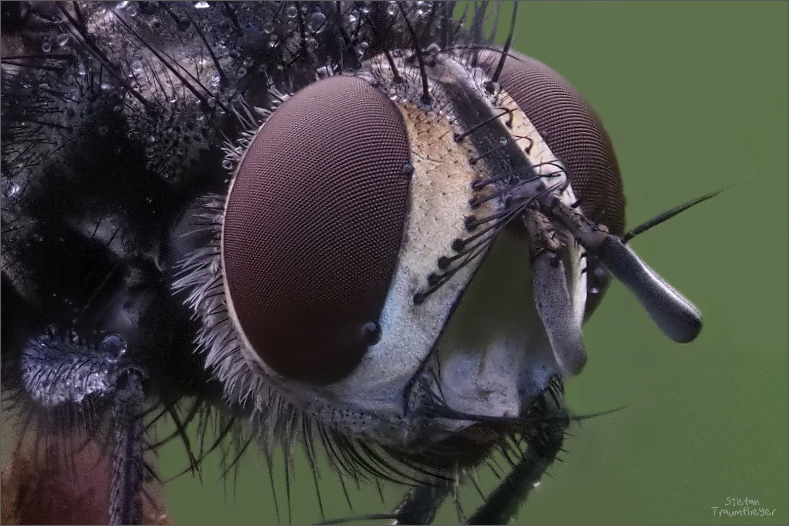 die_fliege Foto & Bild | makro, natur, fliegen Bilder auf fotocommunity