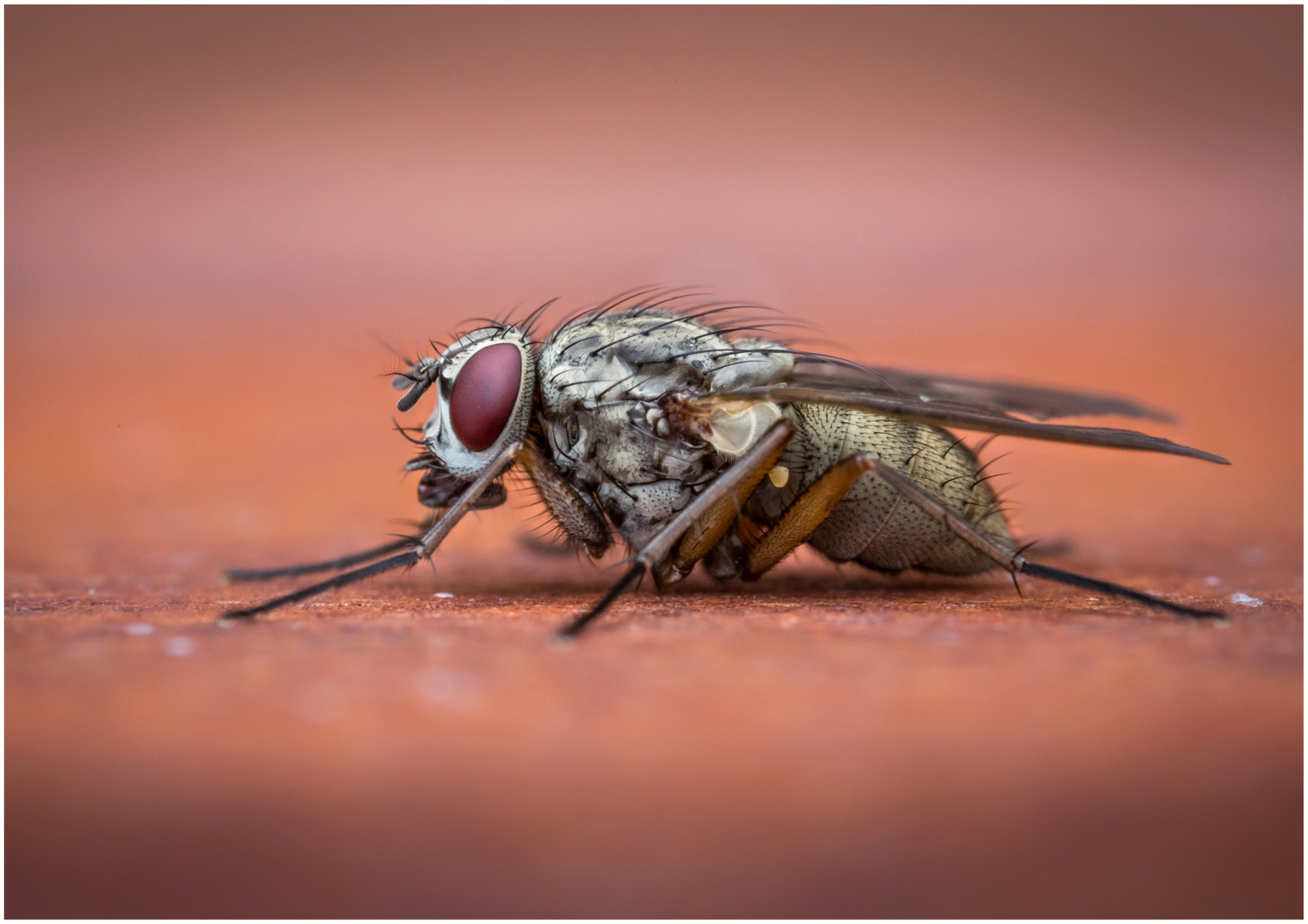 * DIE_FLIEGE * Foto & Bild | tiere, wildlife, insekten Bilder auf ...