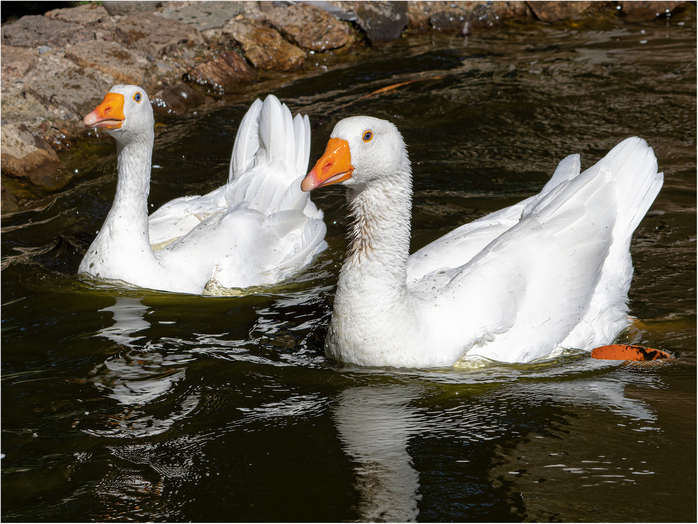 Diepholzer Gänse Foto & Bild | natur, zoo, tiere Bilder auf fotocommunity
