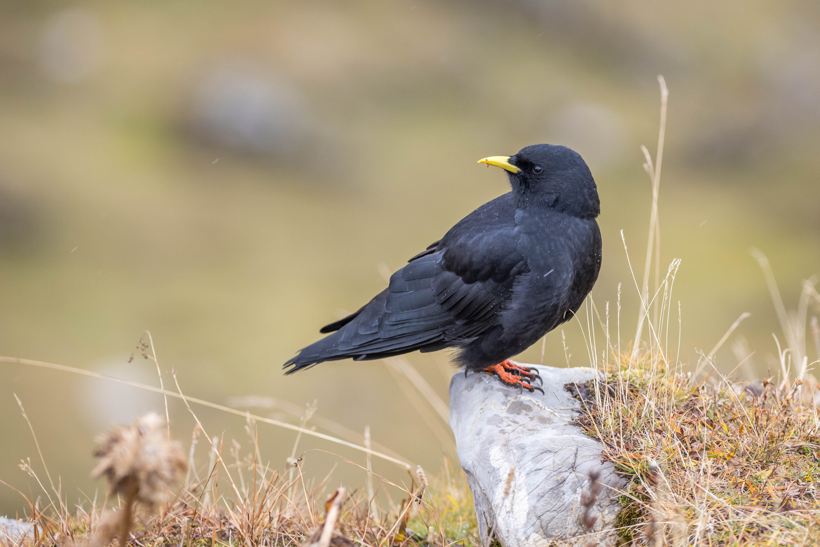 Diese Alpendohle .... Foto & Bild | tiere, wildlife, wild lebende vögel ...
