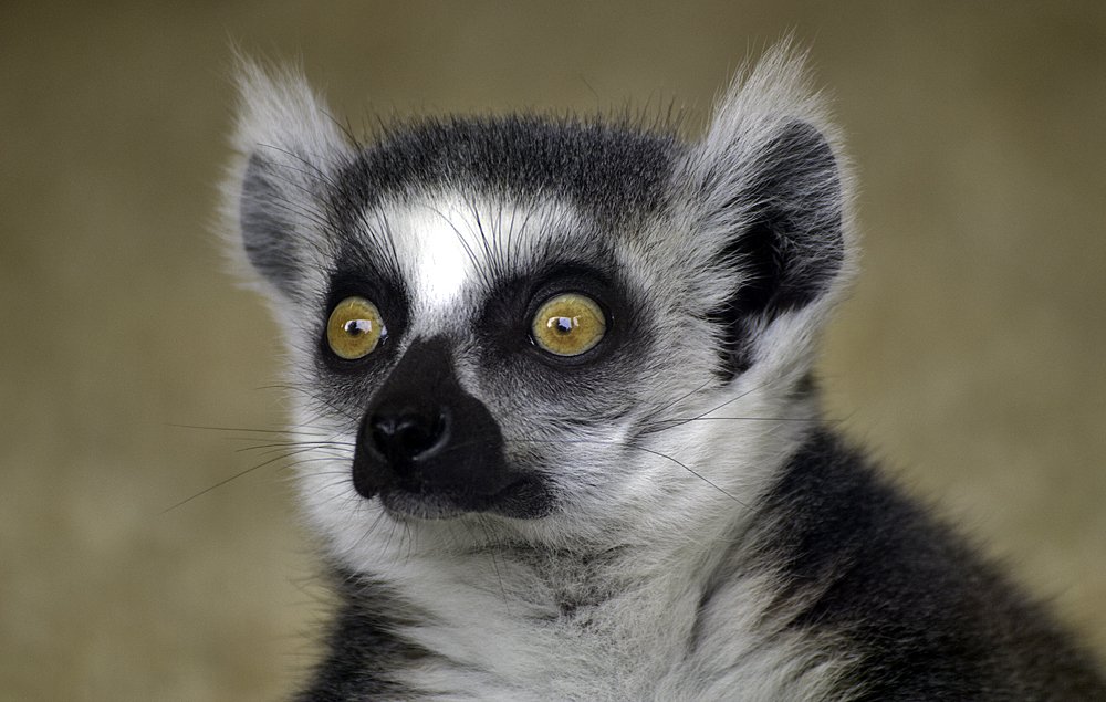 Diese Augen ... Foto & Bild | lemuren, zoo, tiere Bilder auf fotocommunity