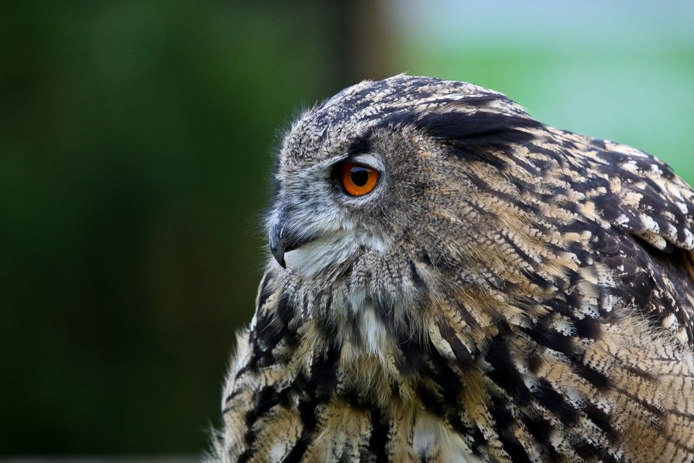 Diese Augen! Foto & Bild | tiere, zoo, wildpark & falknerei, vögel ...