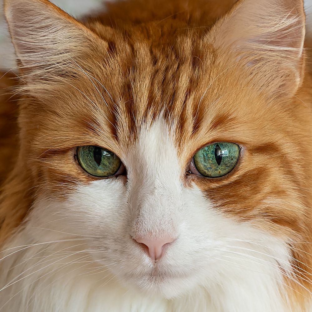 Diese Augen... Foto & Bild | tiere, haustiere, katzen Bilder auf fotocommunity