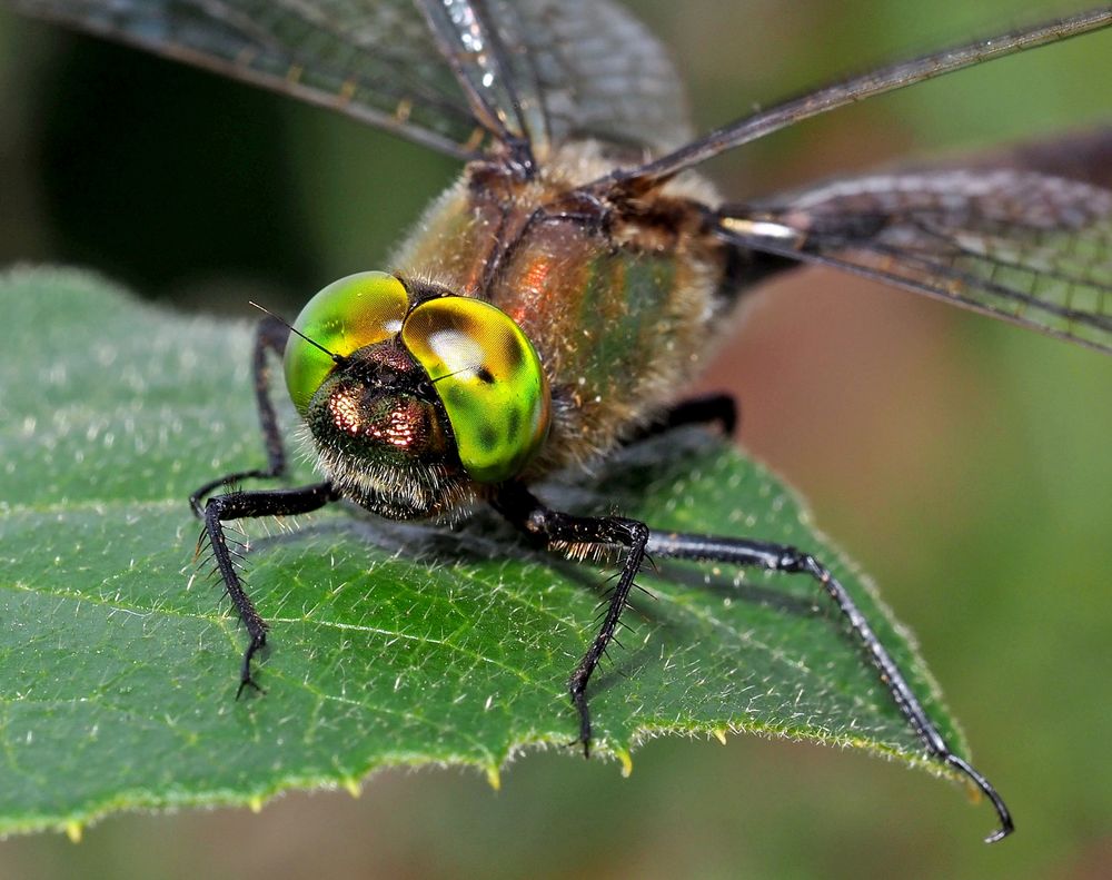 Diese Augen.... Foto & Bild | tiere, wildlife, libellen Bilder auf ...