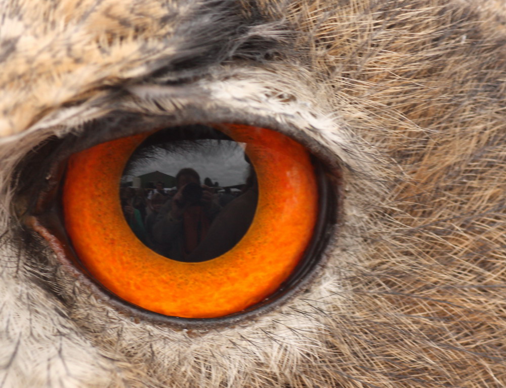 Diese Augen Foto & Bild | tiere, tier und mensch, freie fotos Bilder ...