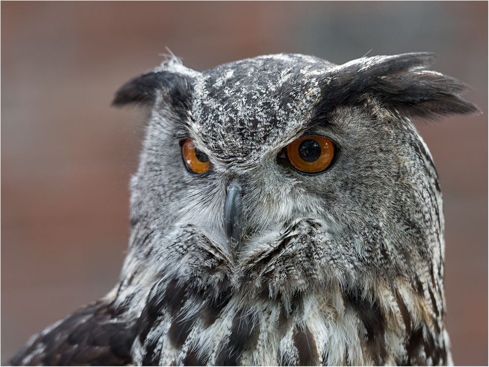 Diese Augen..... Foto & Bild | natur, zoo, tiere Bilder auf fotocommunity