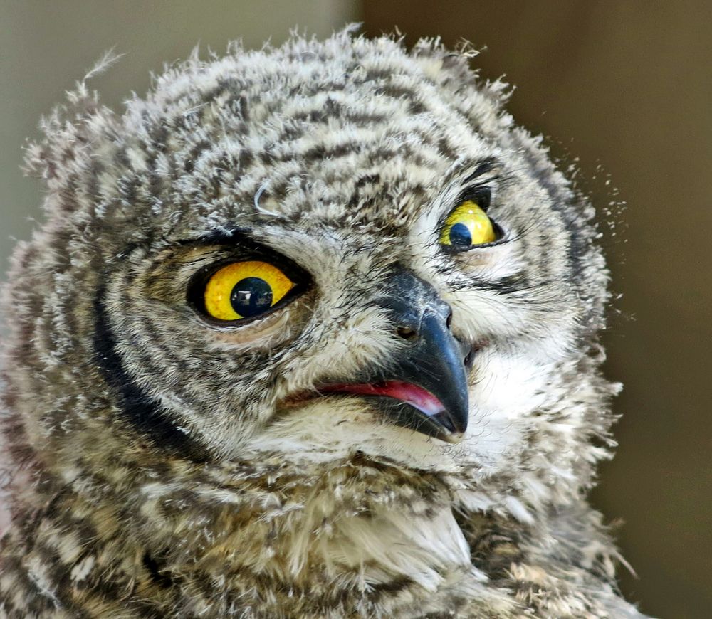 Diese Augen... Foto & Bild | tiere, zoo, wildpark & falknerei, vögel ...