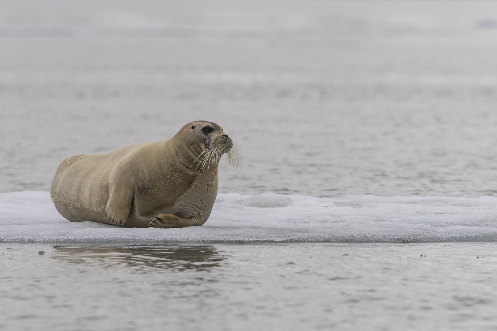 Diese Bartrobbe... Foto & Bild | schnee, natur, europa Bilder auf ...