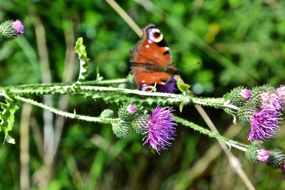 Diese Diestel mit "Besuch"… Foto & Bild | natur, landschaft, berge ...