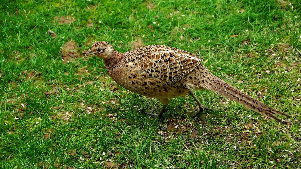Diese Fasanenhenne, .... Foto & Bild | natur, tiere, vögel Bilder auf ...