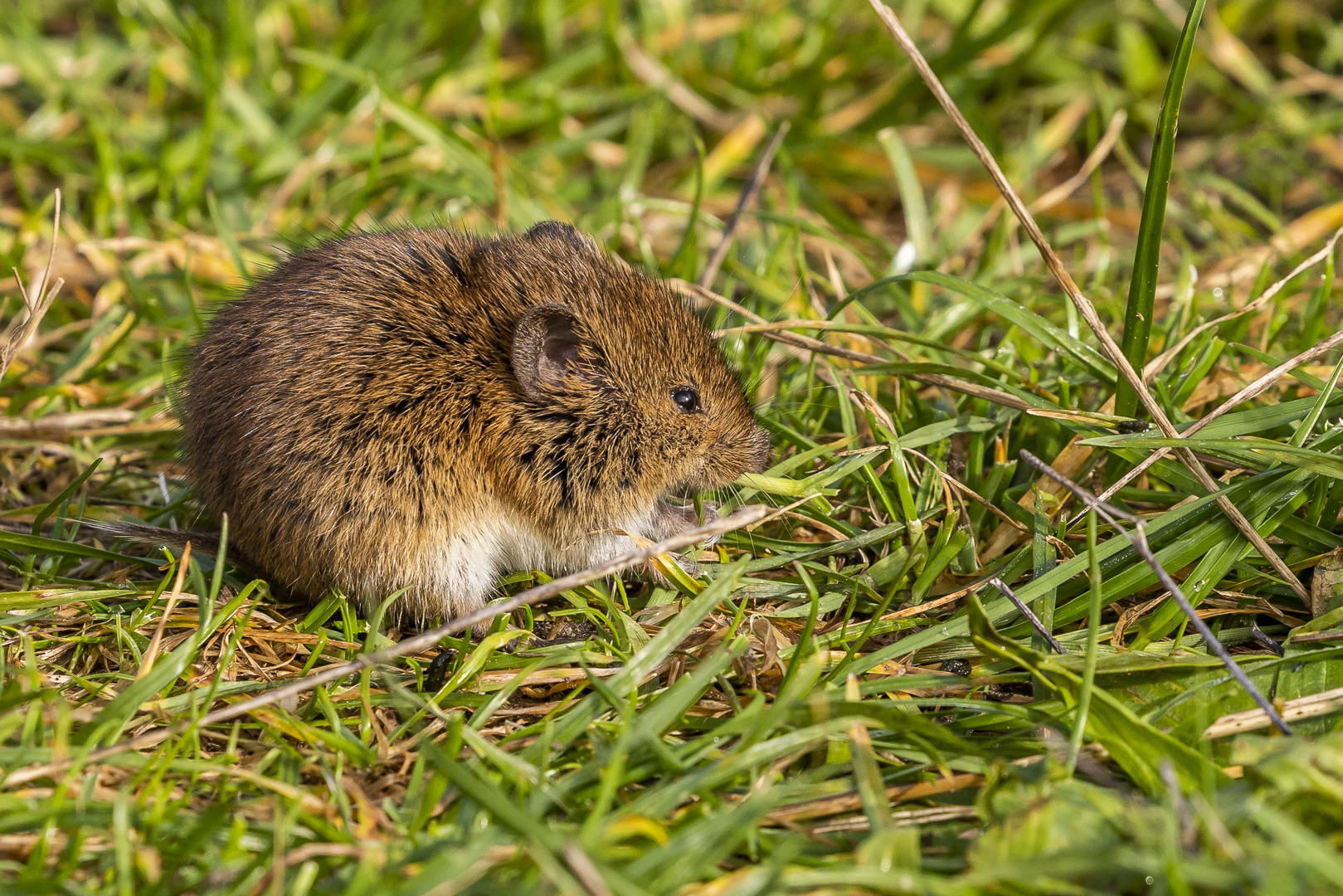 Diese Feldmaus.... Foto & Bild | natur, reisen, germany Bilder auf ...