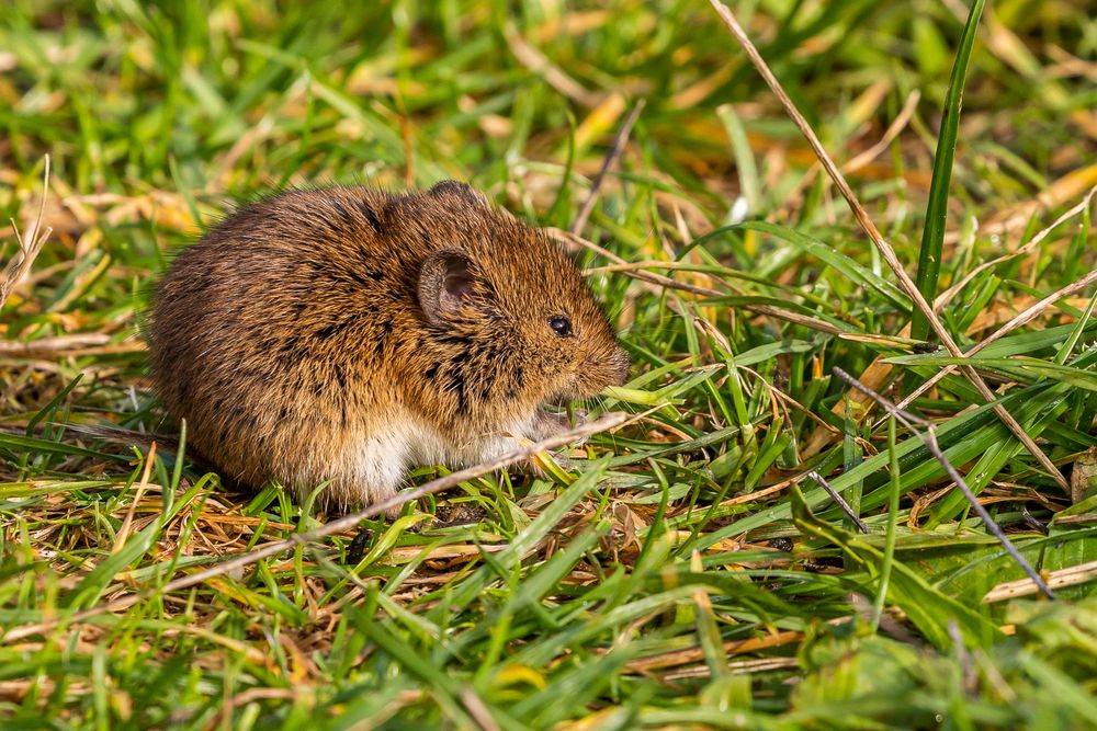 Diese Feldmaus.... Foto & Bild | natur, reisen, germany Bilder auf ...