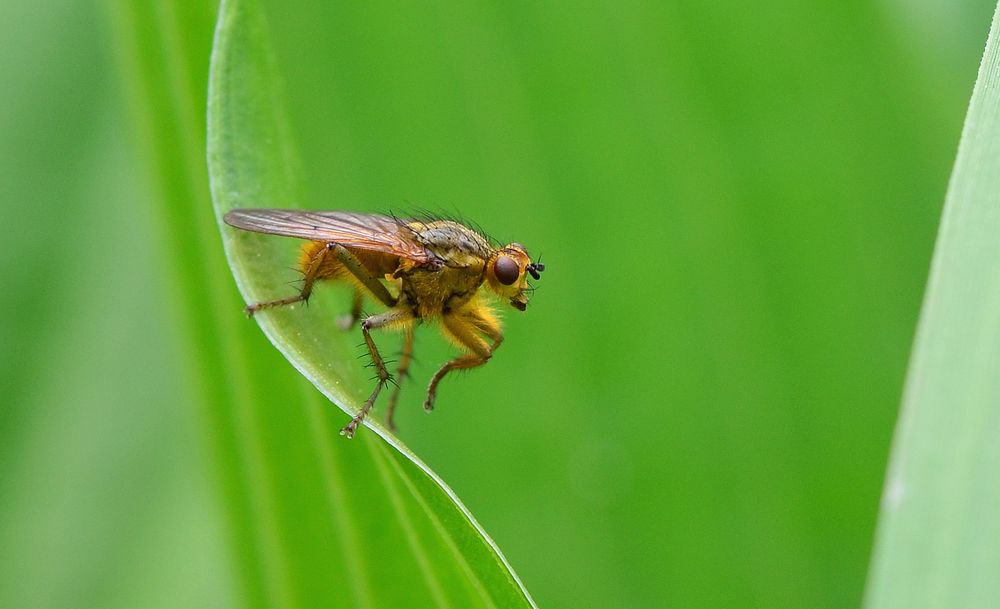 diese Fliege ................... Foto & Bild | tiere, wildlife ...