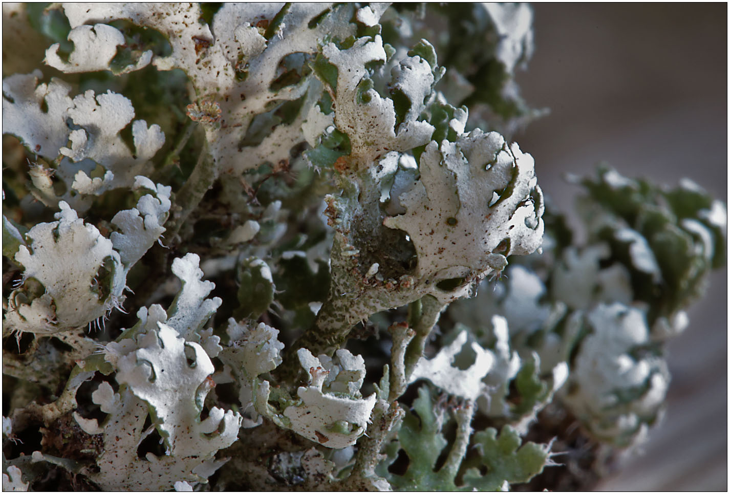 Diese geheimnisvolle Flechte ... Foto & Bild | pflanzen, pilze ...