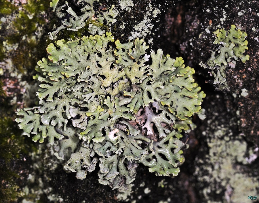 Diese häufige Flechte... Foto & Bild | pflanzen, pilze & flechten ...