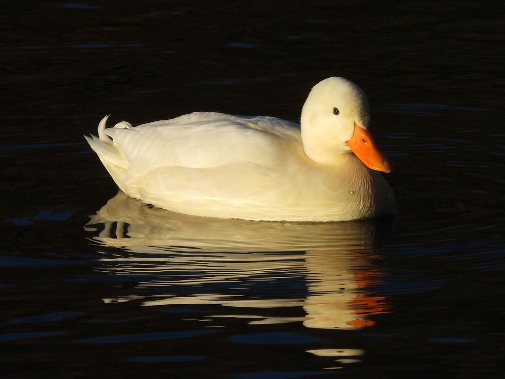 Diese Hausente... Foto & Bild | tiere, wildlife, wild lebende vögel ...