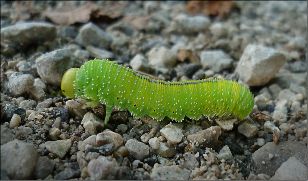Diese hübsche grüne Raupe ... Foto & Bild | tiere Bilder auf fotocommunity