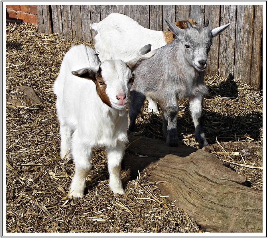 Diese kleinen Ziegen... Foto & Bild | tiere, haustiere, nutztiere ...