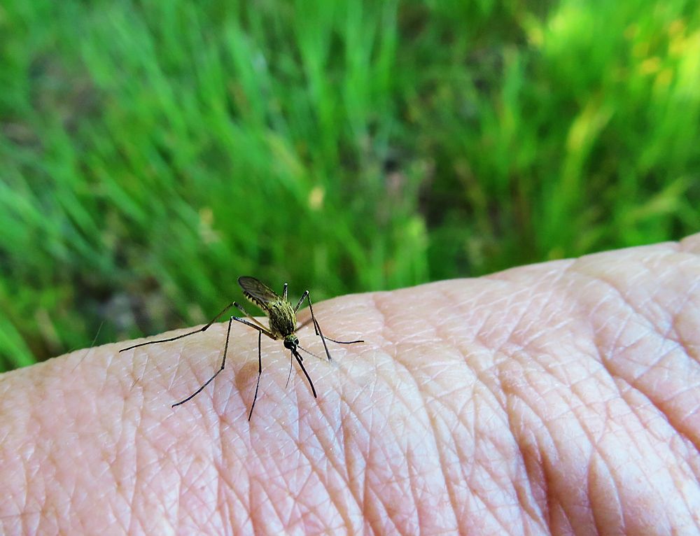 Diese lieben Tierchen nicht vergessen Foto & Bild | tiere, wildlife ...