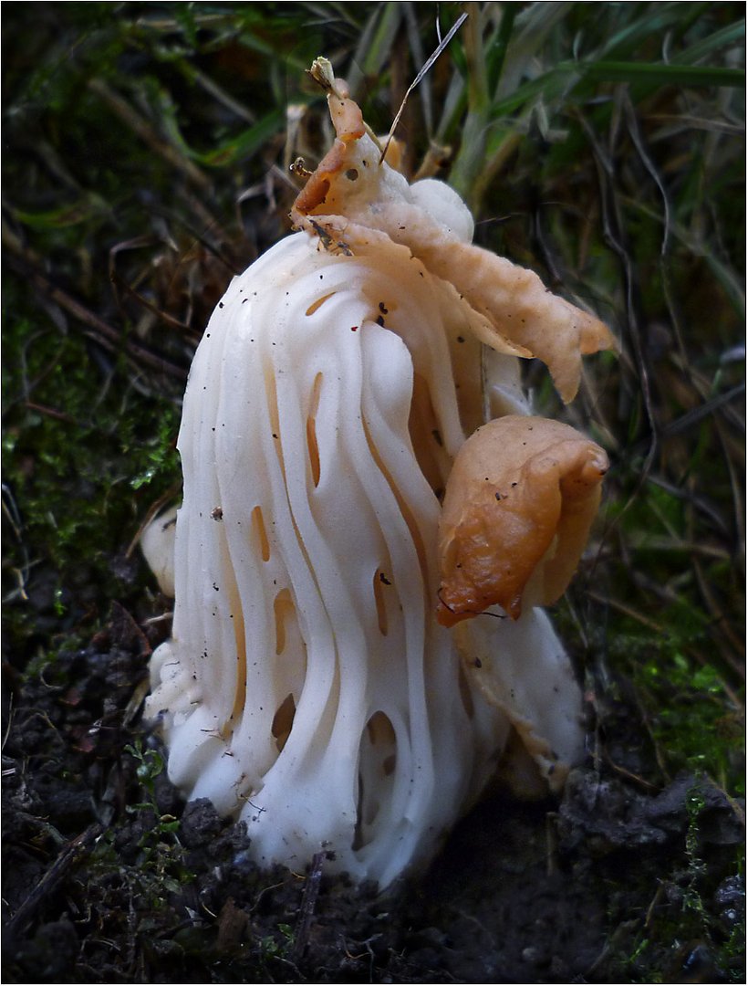 Diese Lorchel ... Foto & Bild | pflanzen, pilze & flechten, pilze ...