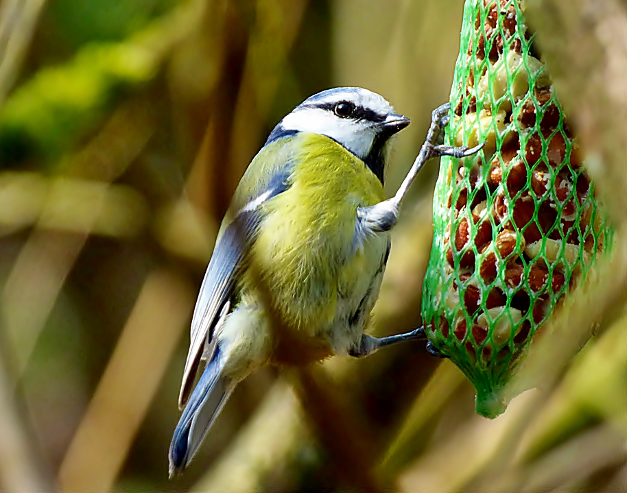 Diese Meise . . . . Foto & Bild | tiere, wildlife, wild lebende vögel ...