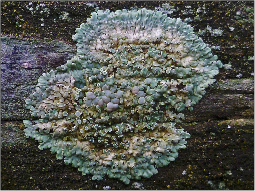 Diese mißratene Flechte ... Foto & Bild | pflanzen, pilze & flechten, pilze & flechten, flechten ...