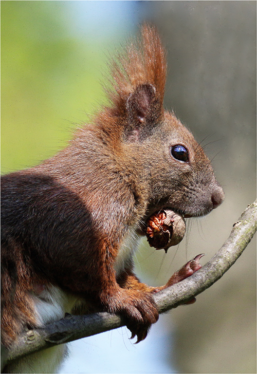 ...diese Nuss Foto & Bild | tiere, wildlife, säugetiere Bilder auf ...