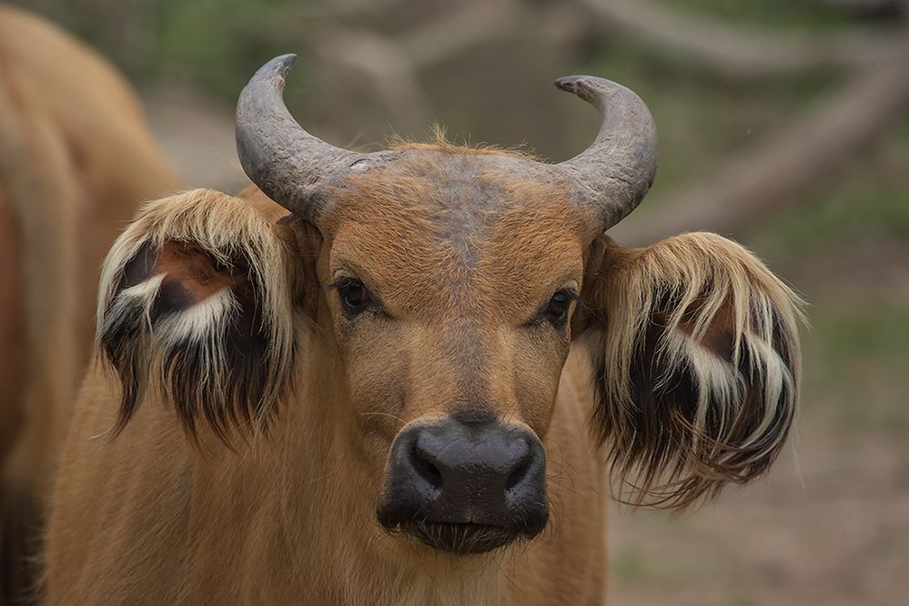 Diese Ohren ... Foto & Bild | natur, tiere, säugetiere Bilder auf ...