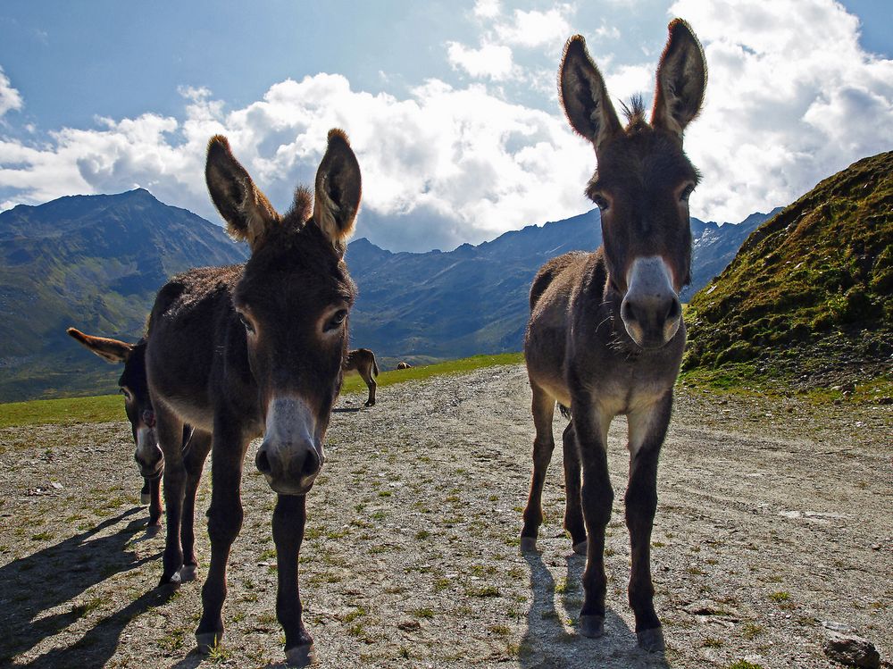 "diese Ohren" Foto & Bild | tiere, haustiere, pferde, esel, maultiere ...
